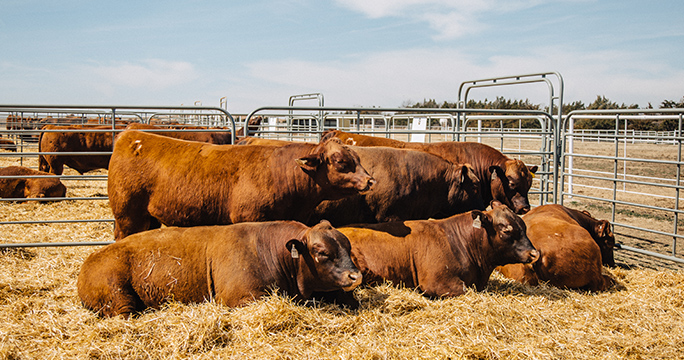 Beef Division